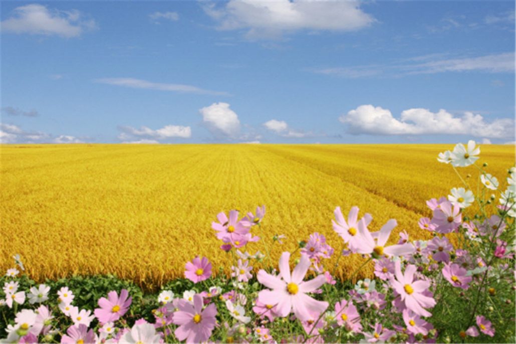 Gimje Horizon Festival l OnedayKorea