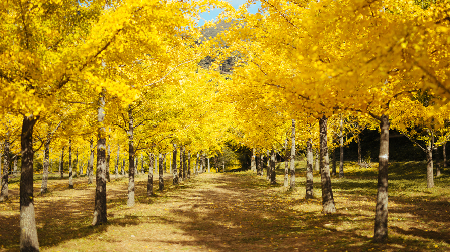 8 Secret Places to see Fall Foliage in Korea l OnedayKorea Blog
