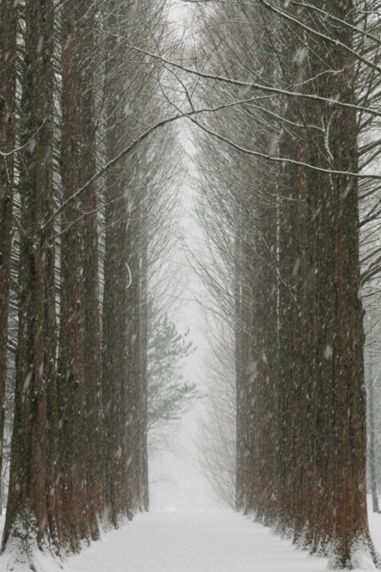 Nami_island_winter - OnedayKorea Travel Blog