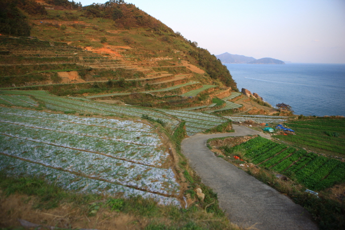 Rice Terraces in Namhae l Oneday Korea Blog